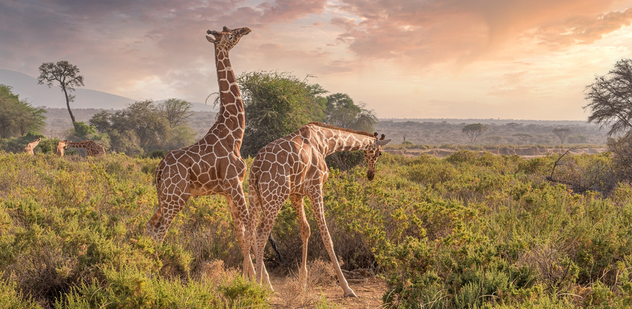 Erleben Sie das echte ungefilterte Afrika